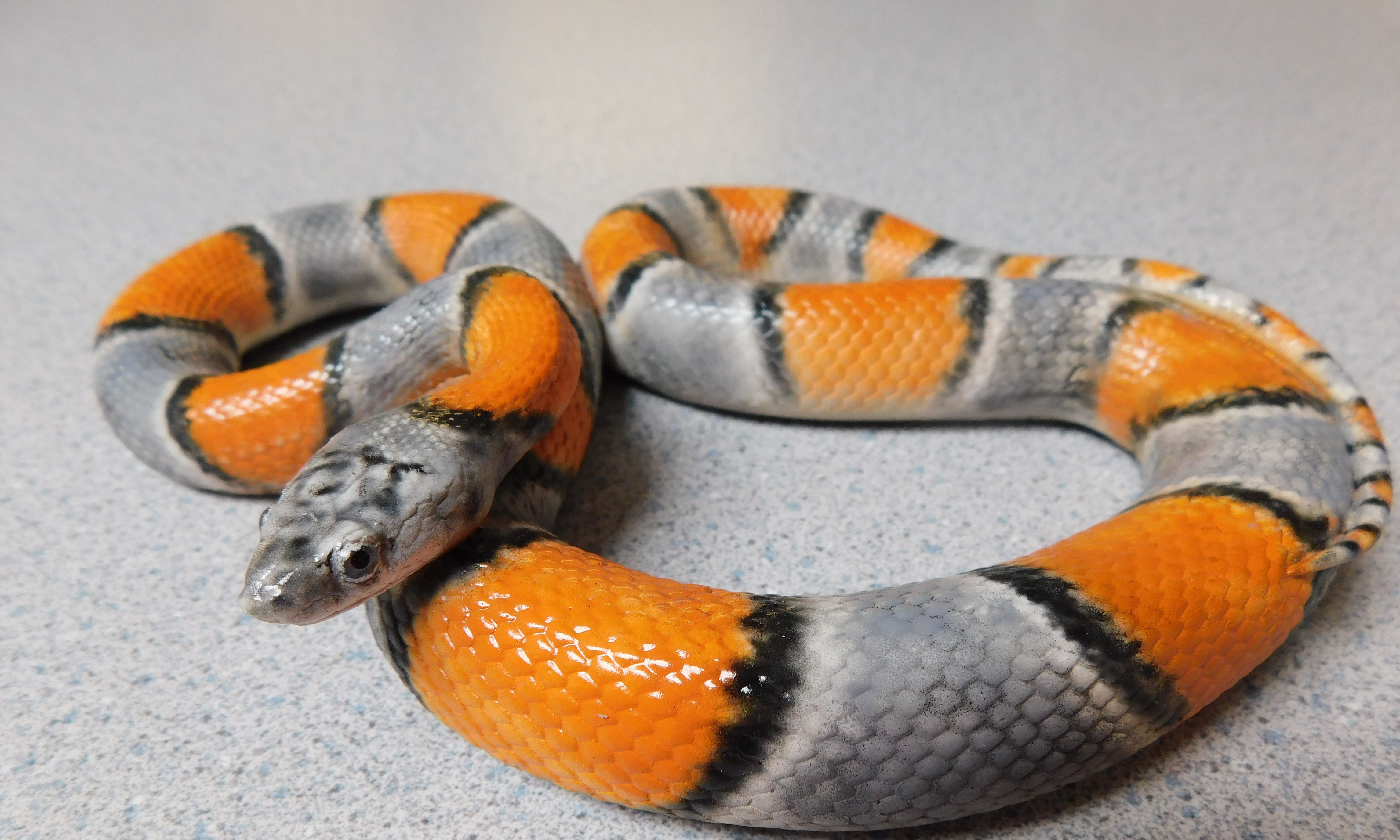 Morgan Reptile Replicas