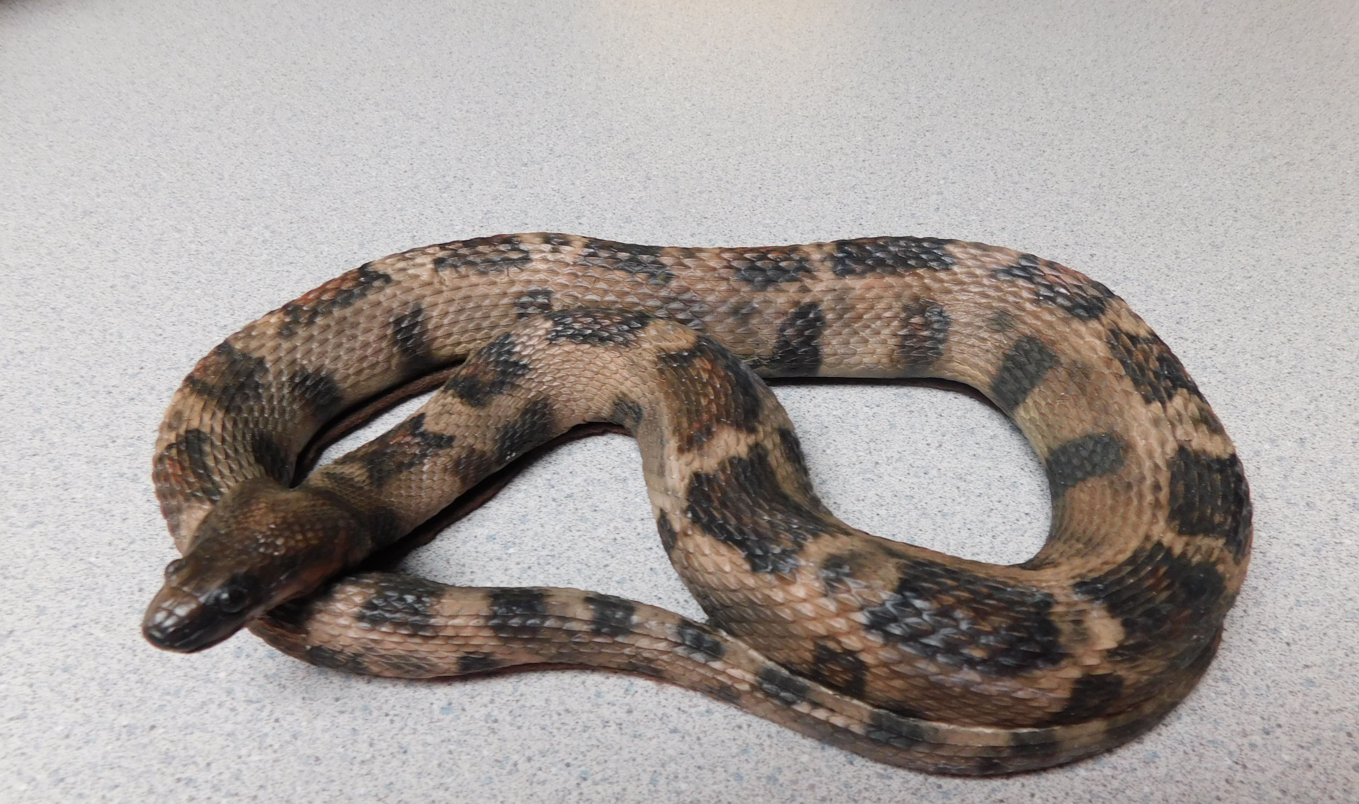 Morgan Reptile Replicas