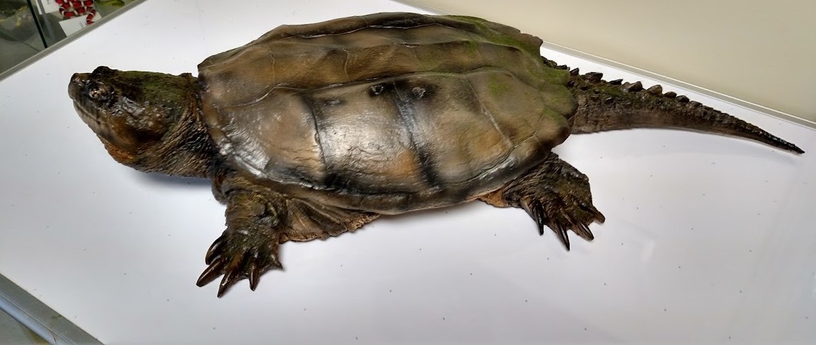 Morgan Reptile Replicas