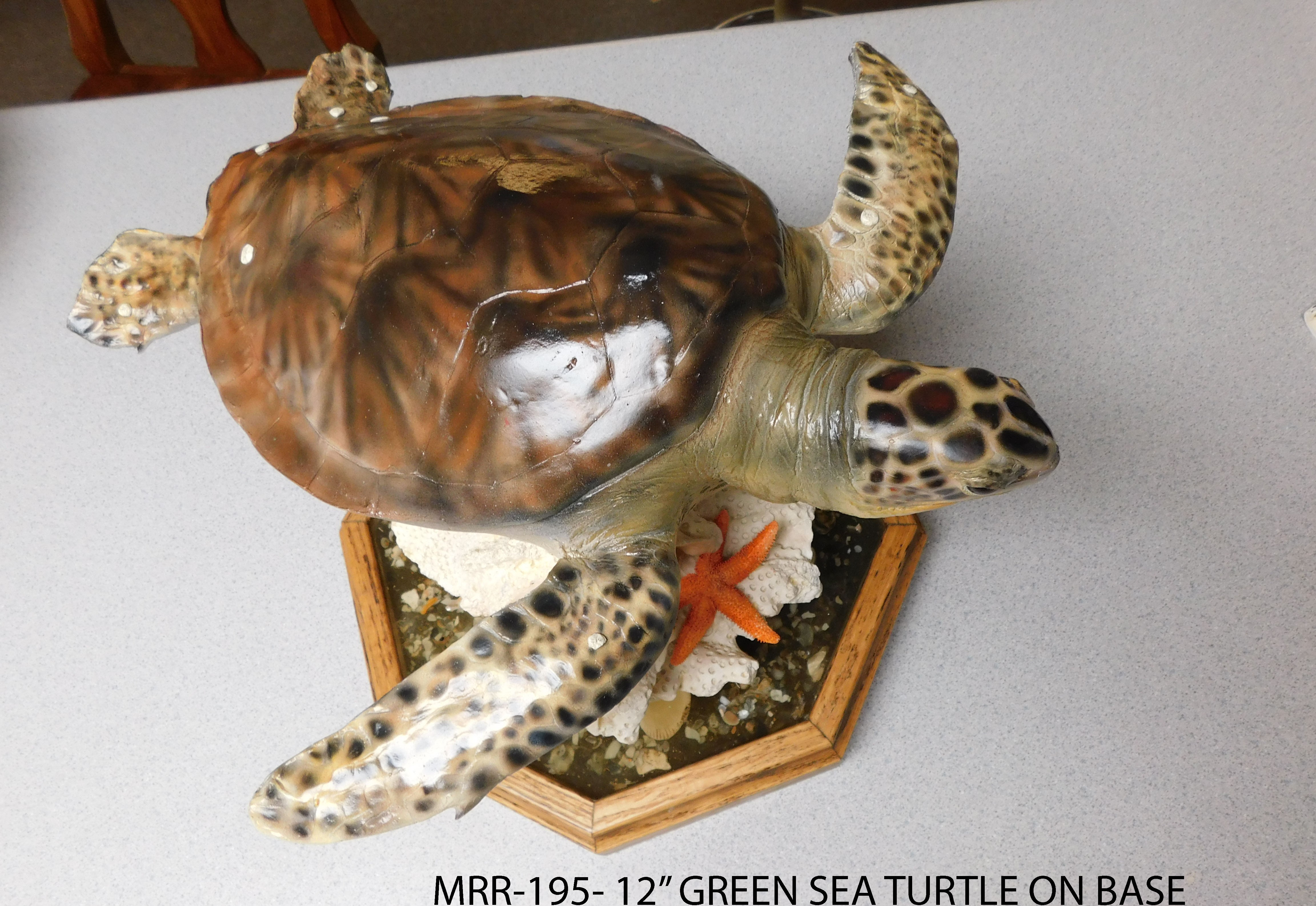 Morgan Reptile Replicas