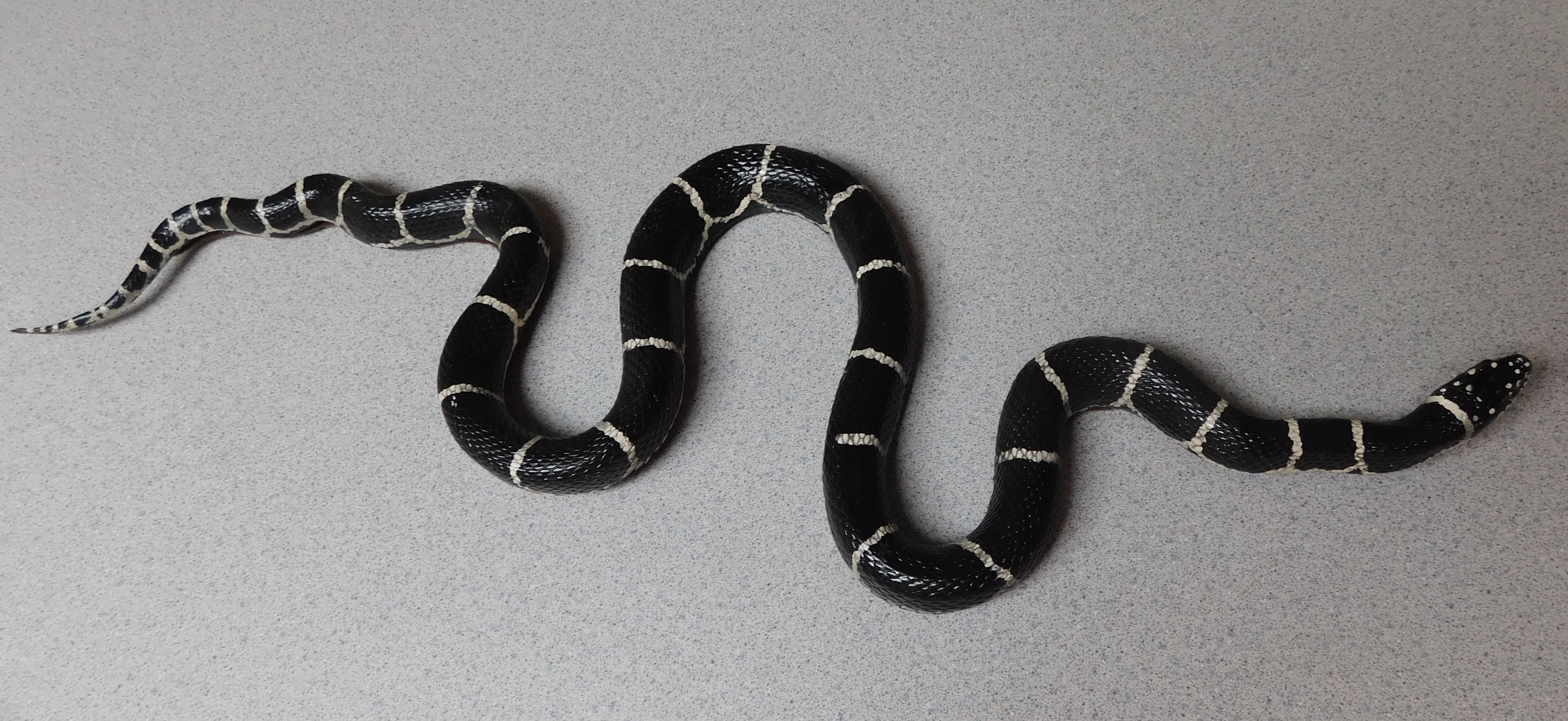 Morgan Reptile Replicas