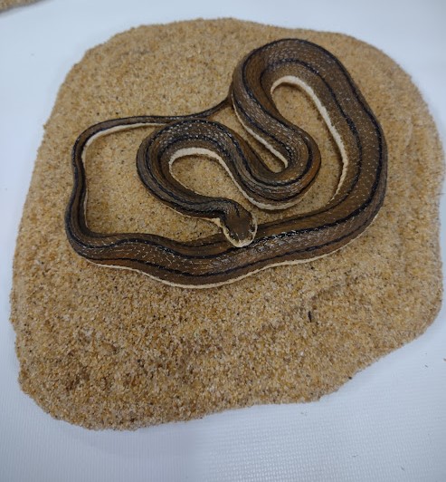 Morgan Reptile Replicas