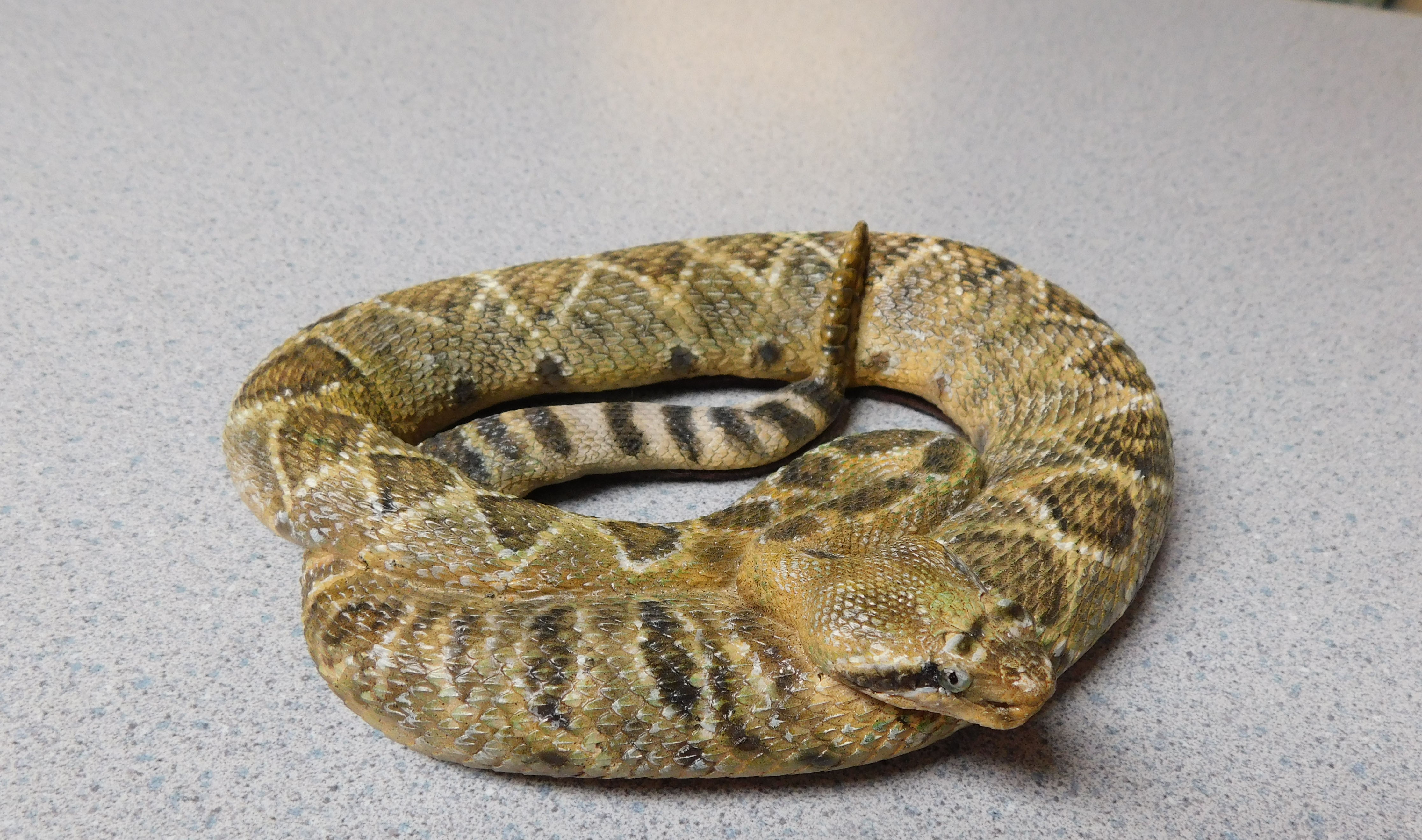 Morgan Reptile Replicas