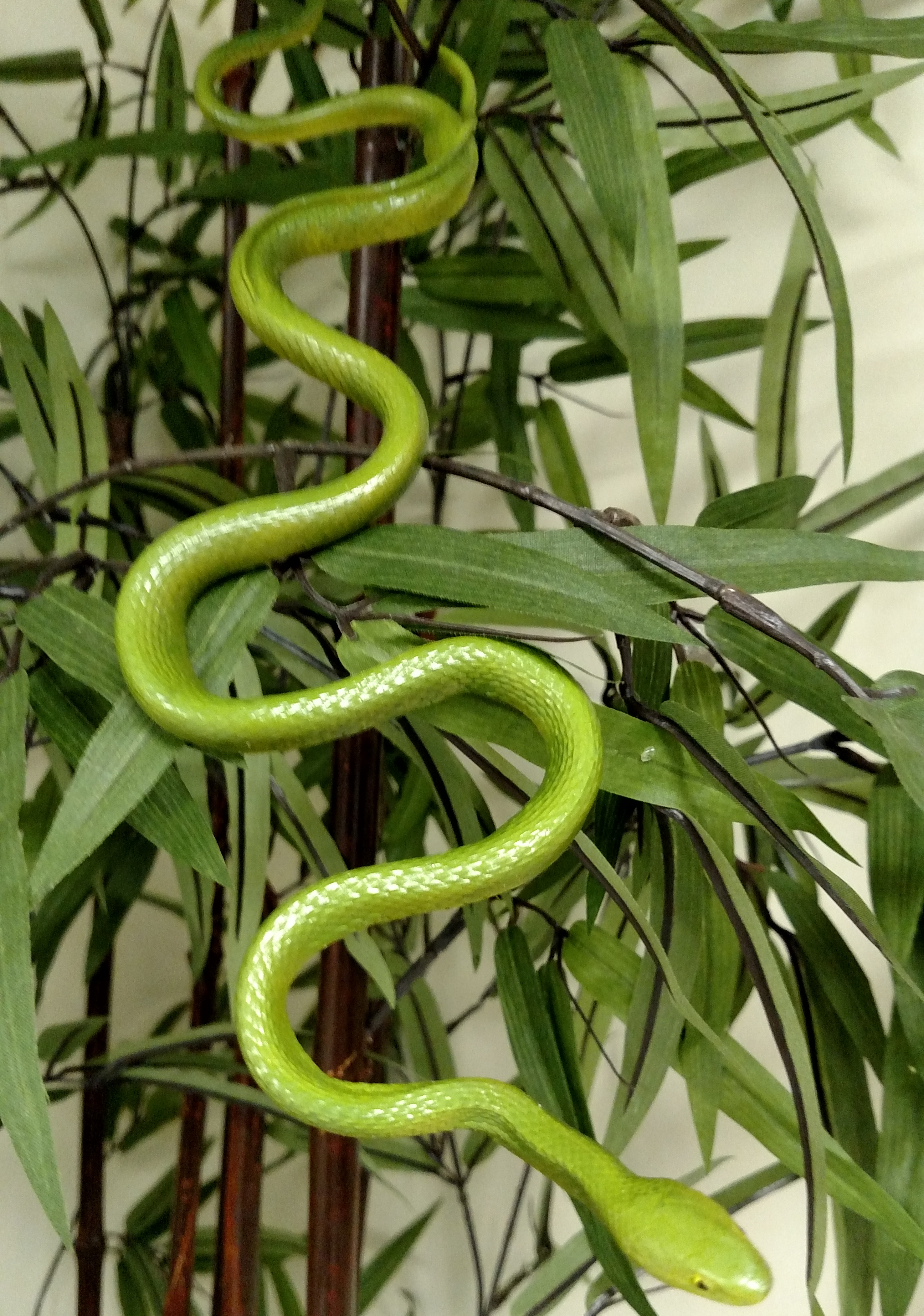 Morgan Reptile Replicas